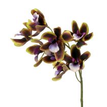 Floristik24.fr Orchidée Cymbidium Vert, Violet L38cm 4pcs-1270-01