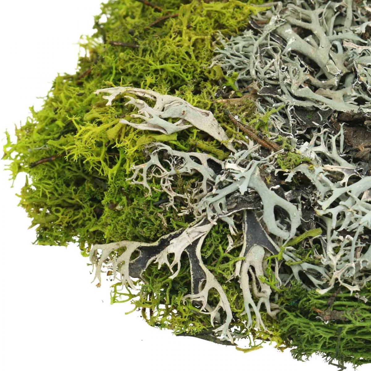 Floristik24.fr Mousse décorative pour l'artisanat Mélange de mousse et ...