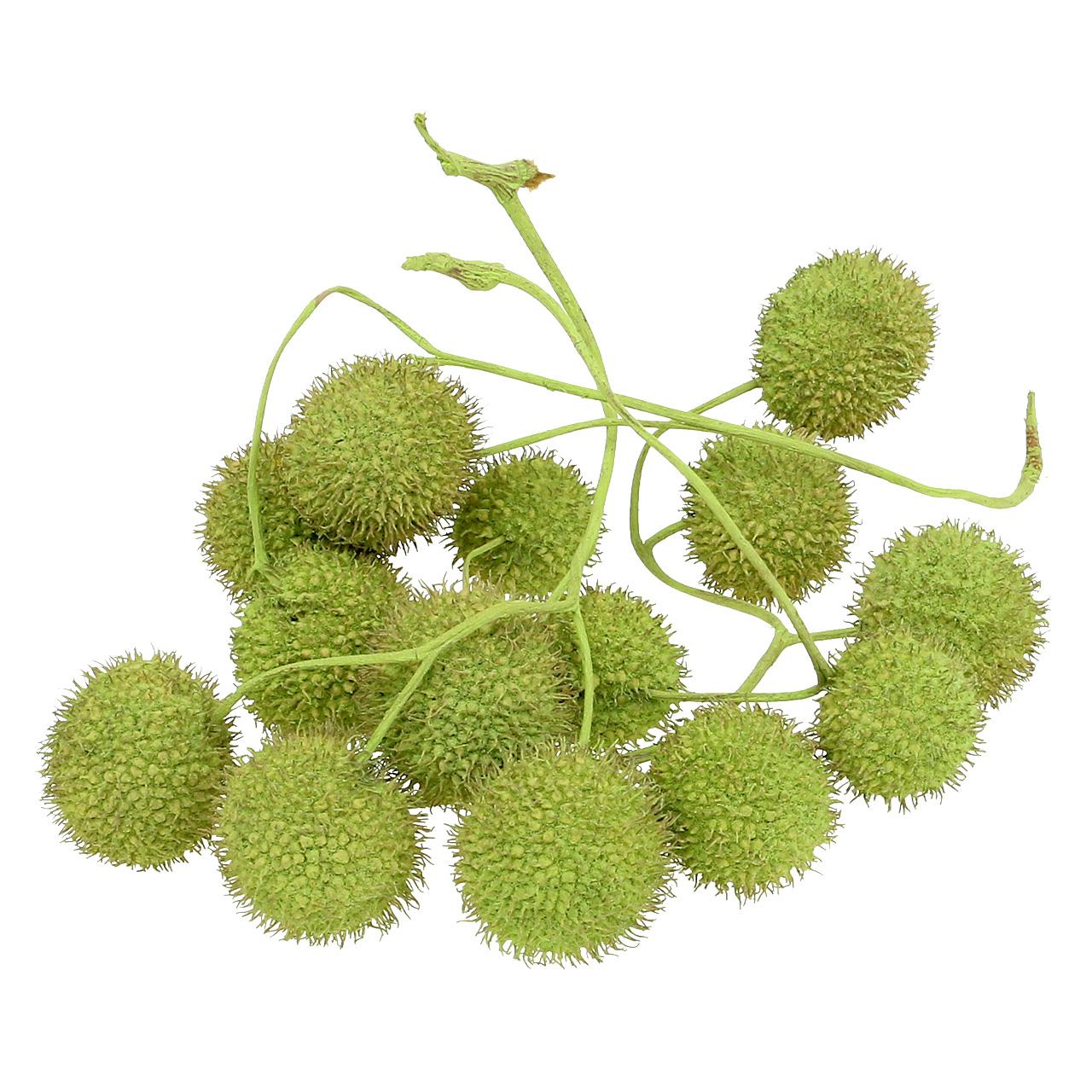 Floristik24.fr Avion fruit vert 200g-4016