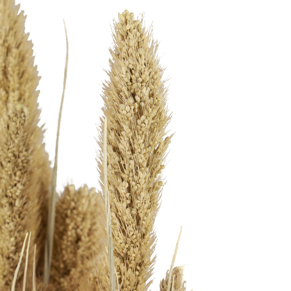 Fleurs séchées, millet, Setaria naturel (millet hérissé), 60 g ...