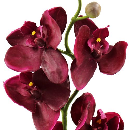 Orchidée bordeaux 77 cm - boutique en ligne de Fleuriste supply et ...